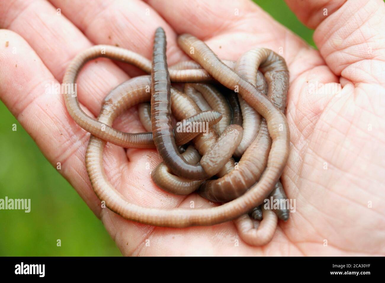 Earthworms Lumbricus Terrestris High Resolution Stock Photography and ...