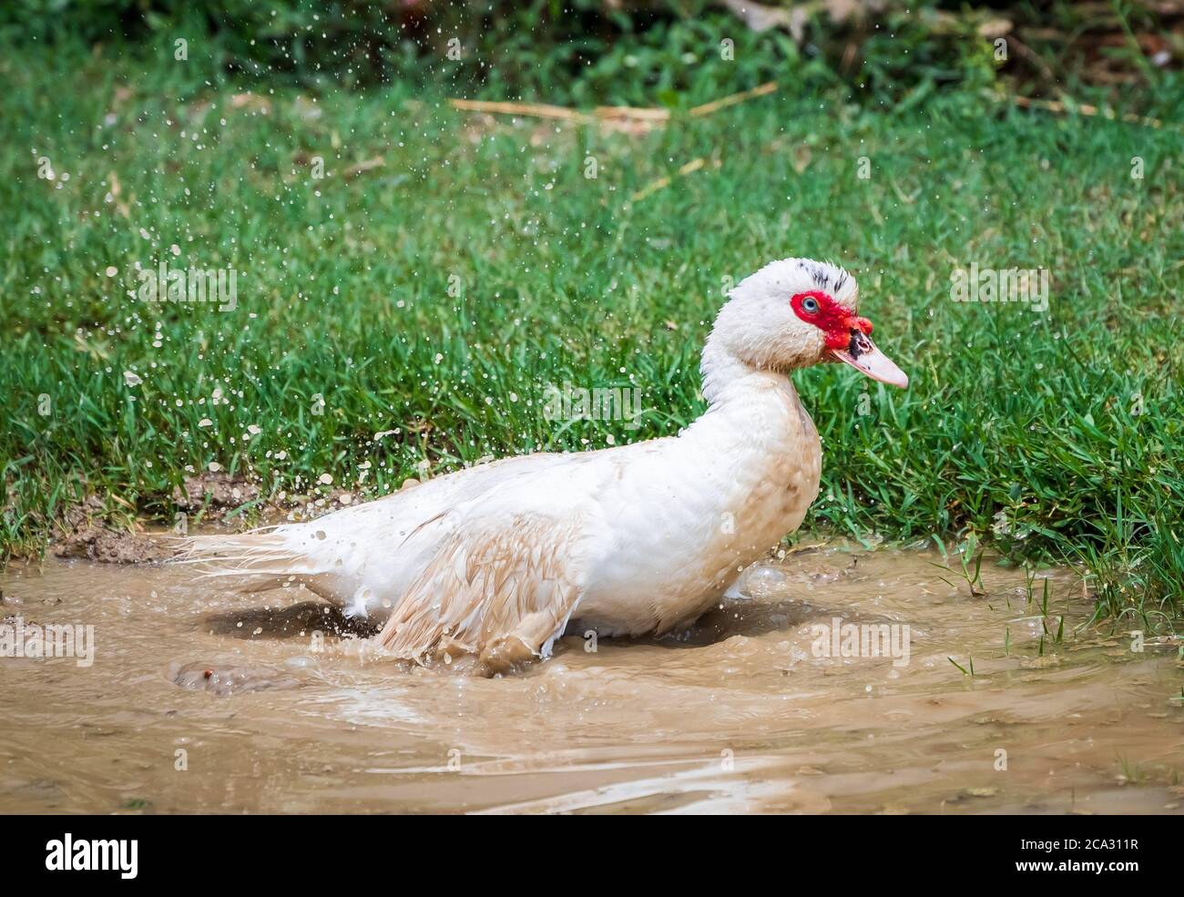 Domestic drake hi-res stock photography and images - Alamy