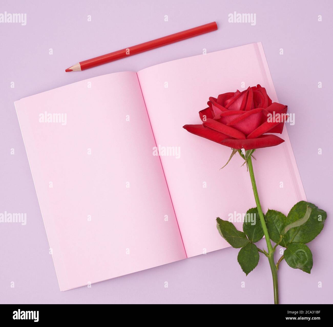open notebook with pink sheets and red rose on a purple background ...