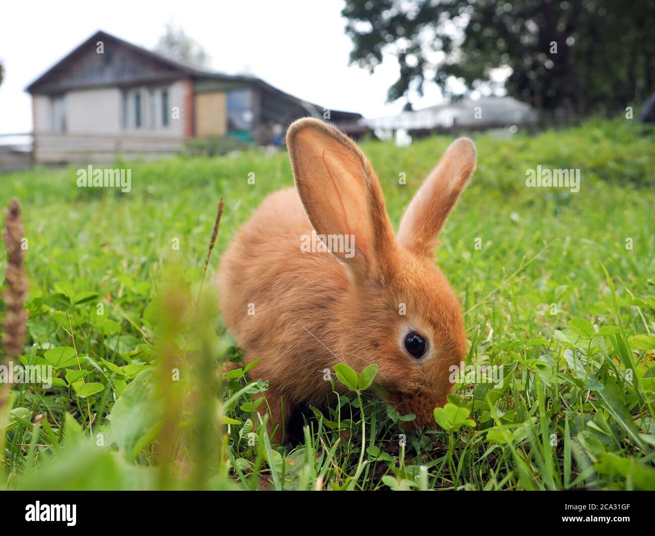 Red rabbit in the grass Stock Photo - Alamy
