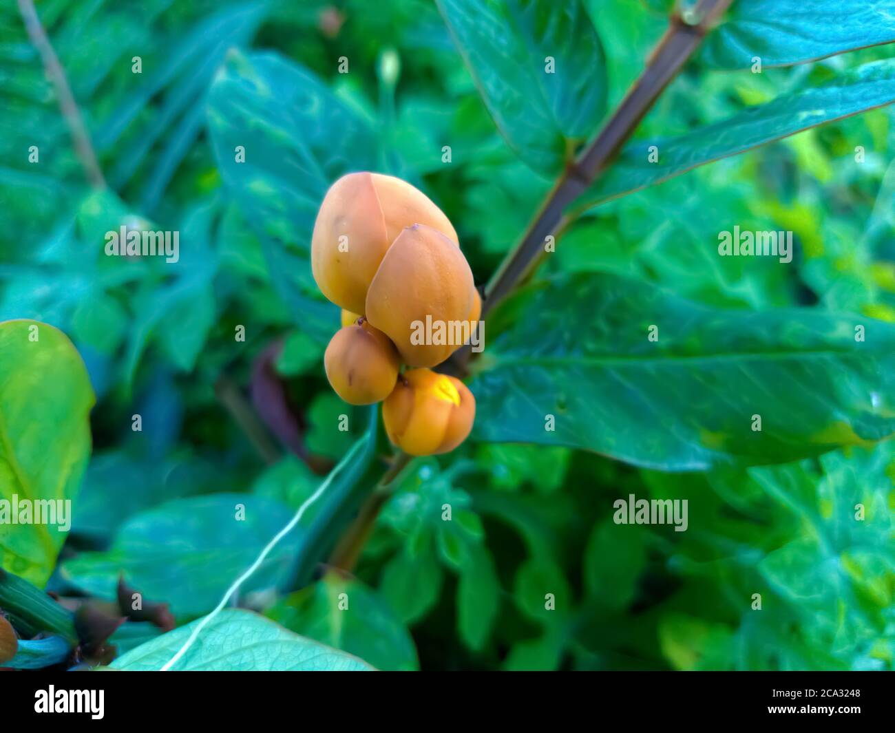 Cassia alata or Senna alata is an important medicinal tree, It also ...