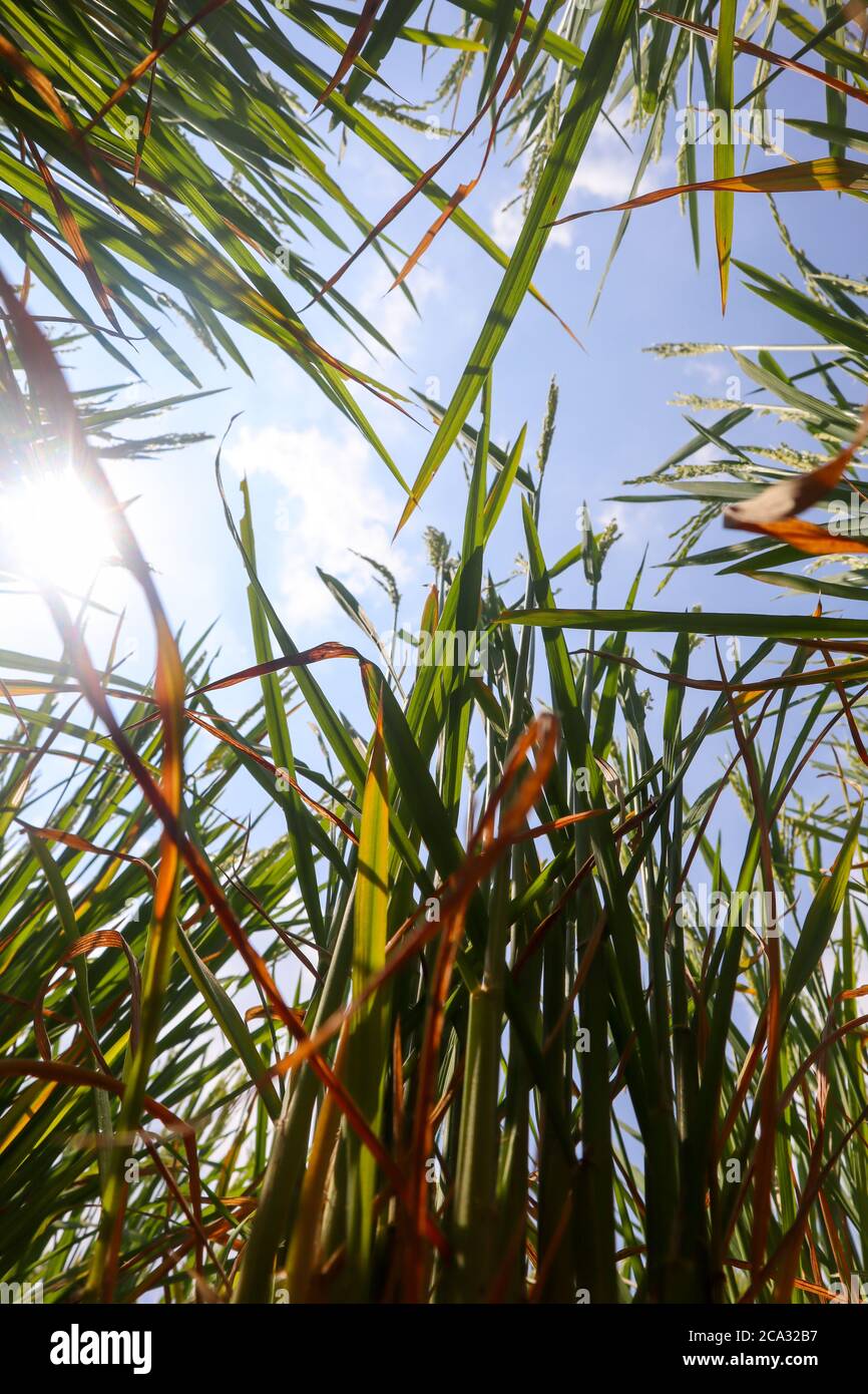 rice trees viewed from a low angle Stock Photo - Alamy