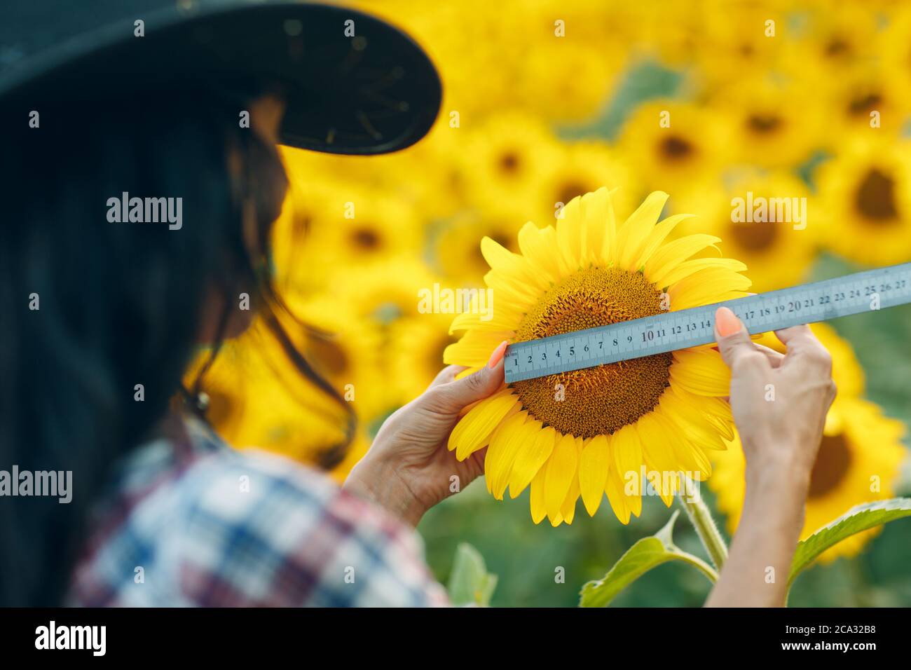 Young woman farmer with ruler checking size of flower at sunflower ...
