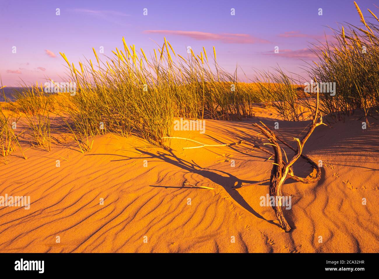 Desert and sand with dry branch in warm evening sunlight Stock Photo ...