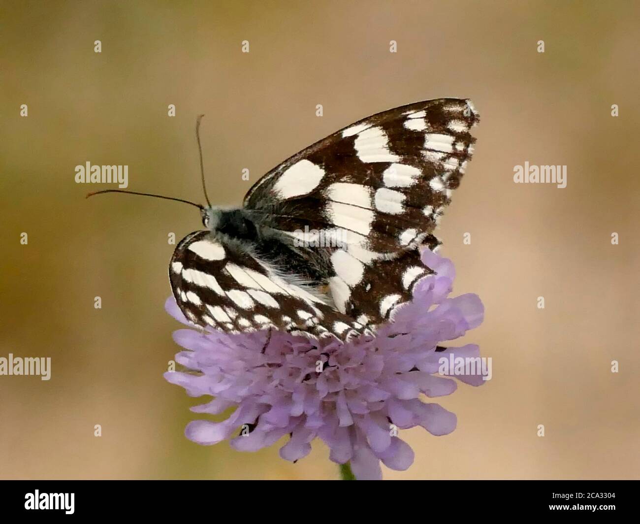 Marbled white butterfly hi-res stock photography and images - Alamy