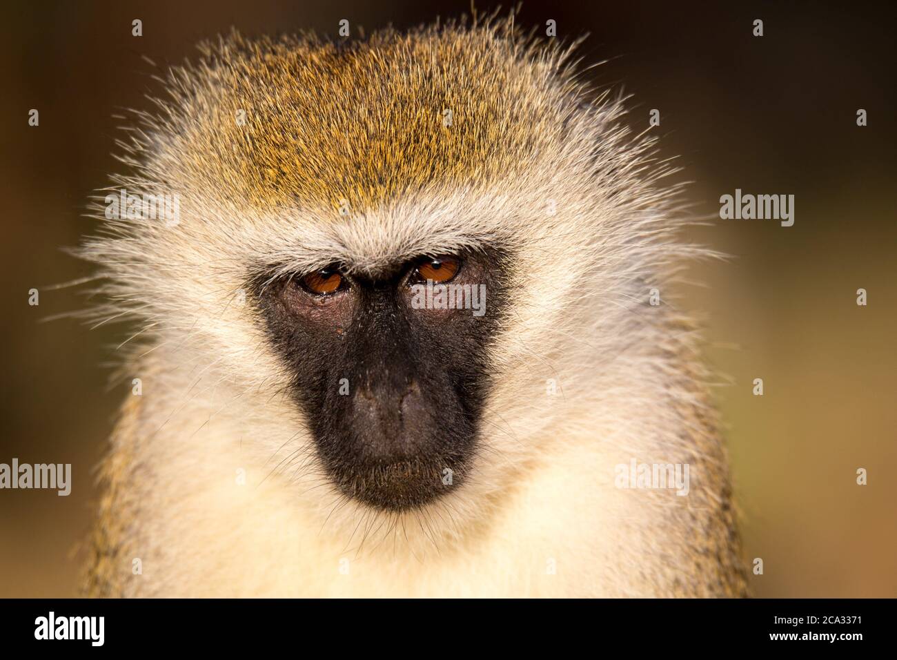 Monkey savannah hi-res stock photography and images - Alamy