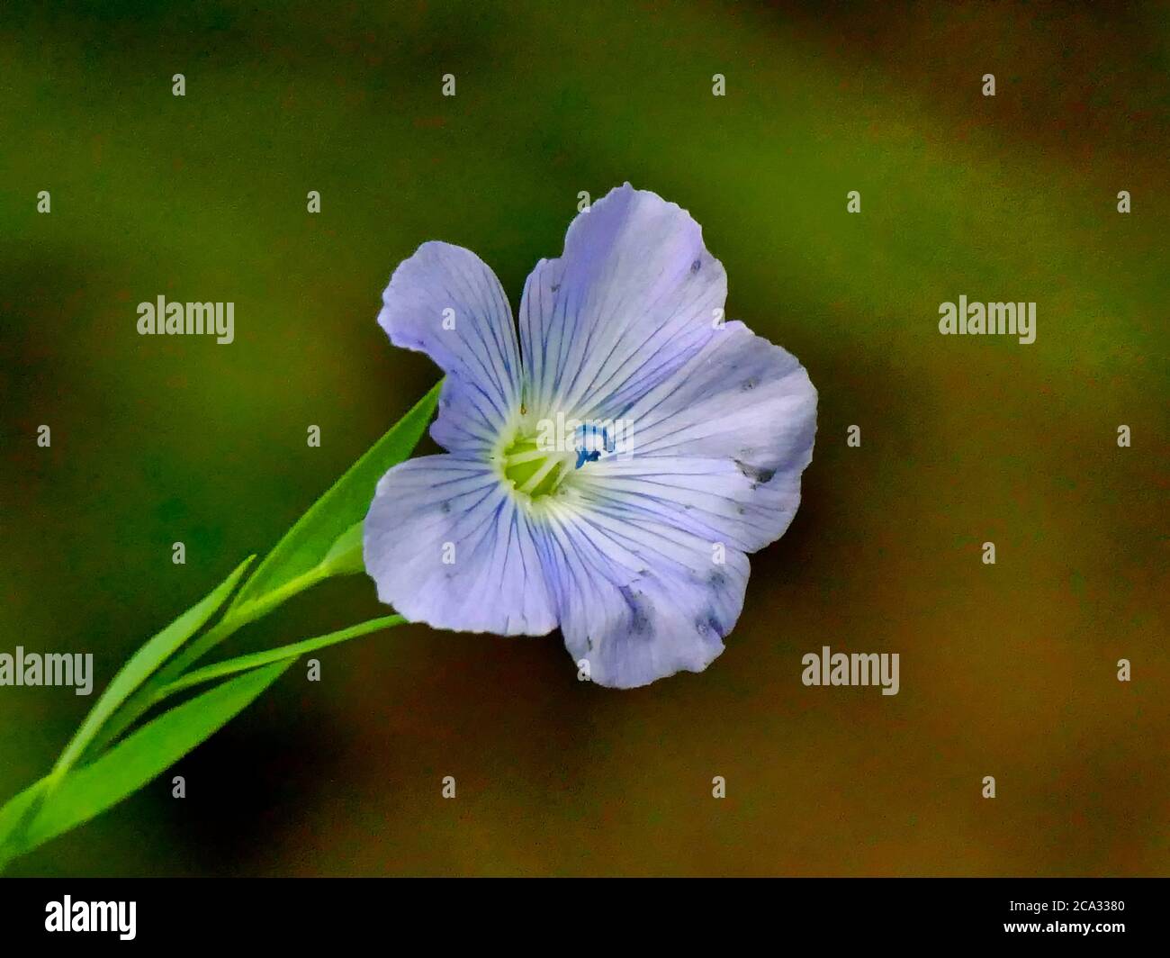 Flax herb hi-res stock photography and images - Alamy