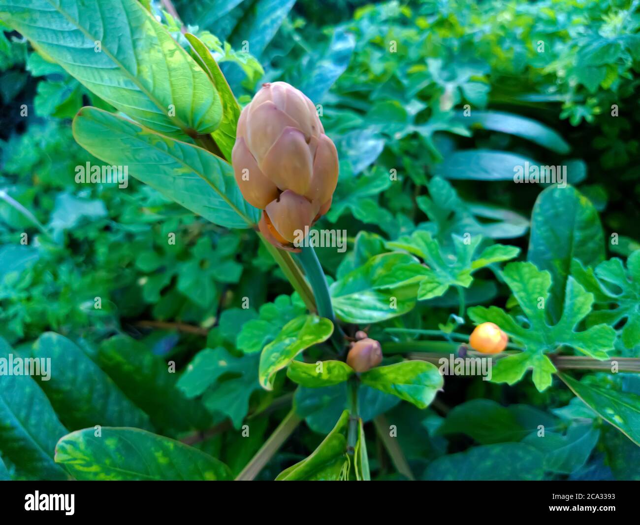 Cassia alata or Senna alata is an important medicinal tree, It also ...