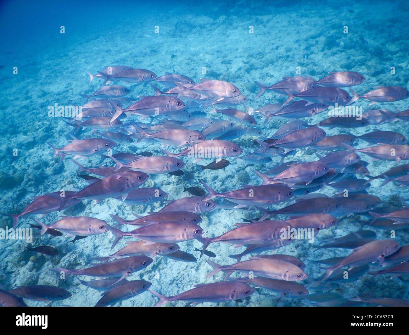 Defend against predators hi-res stock photography and images - Alamy