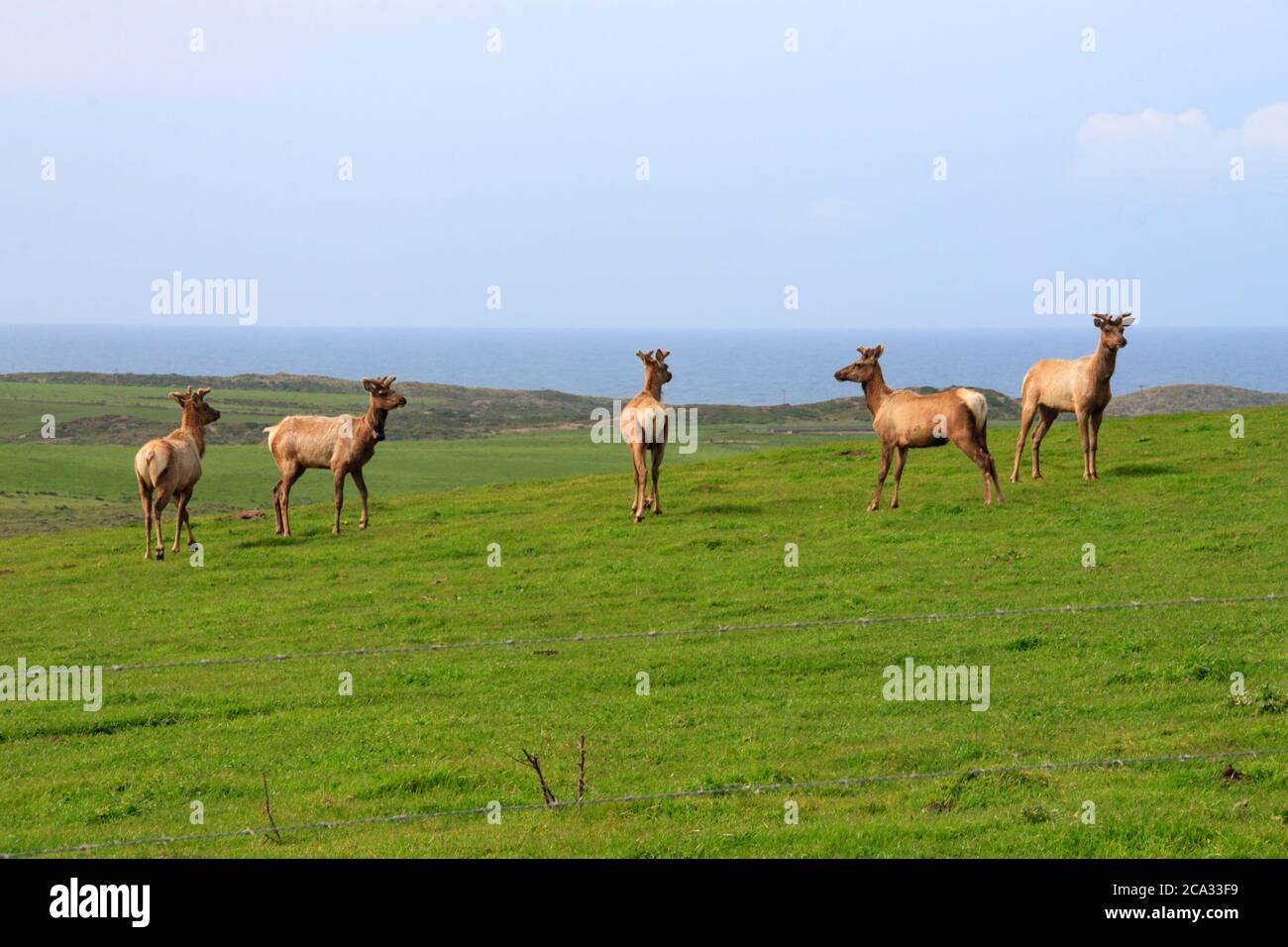 Tule Elk at Point Reyes National Seashore, California Stock Photo - Alamy