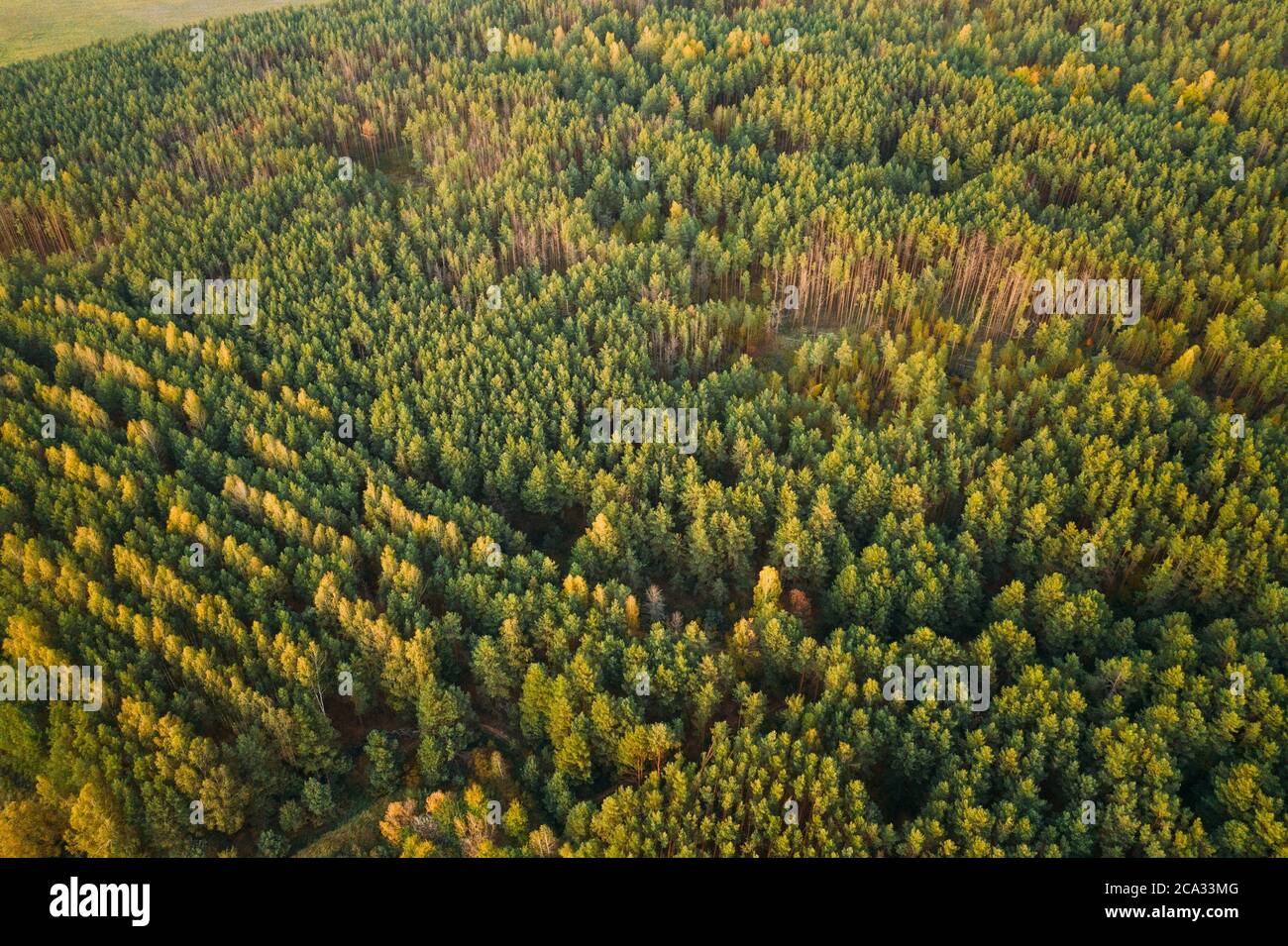 Forest Scene Backdrop High Resolution Stock Photography and Images - Alamy