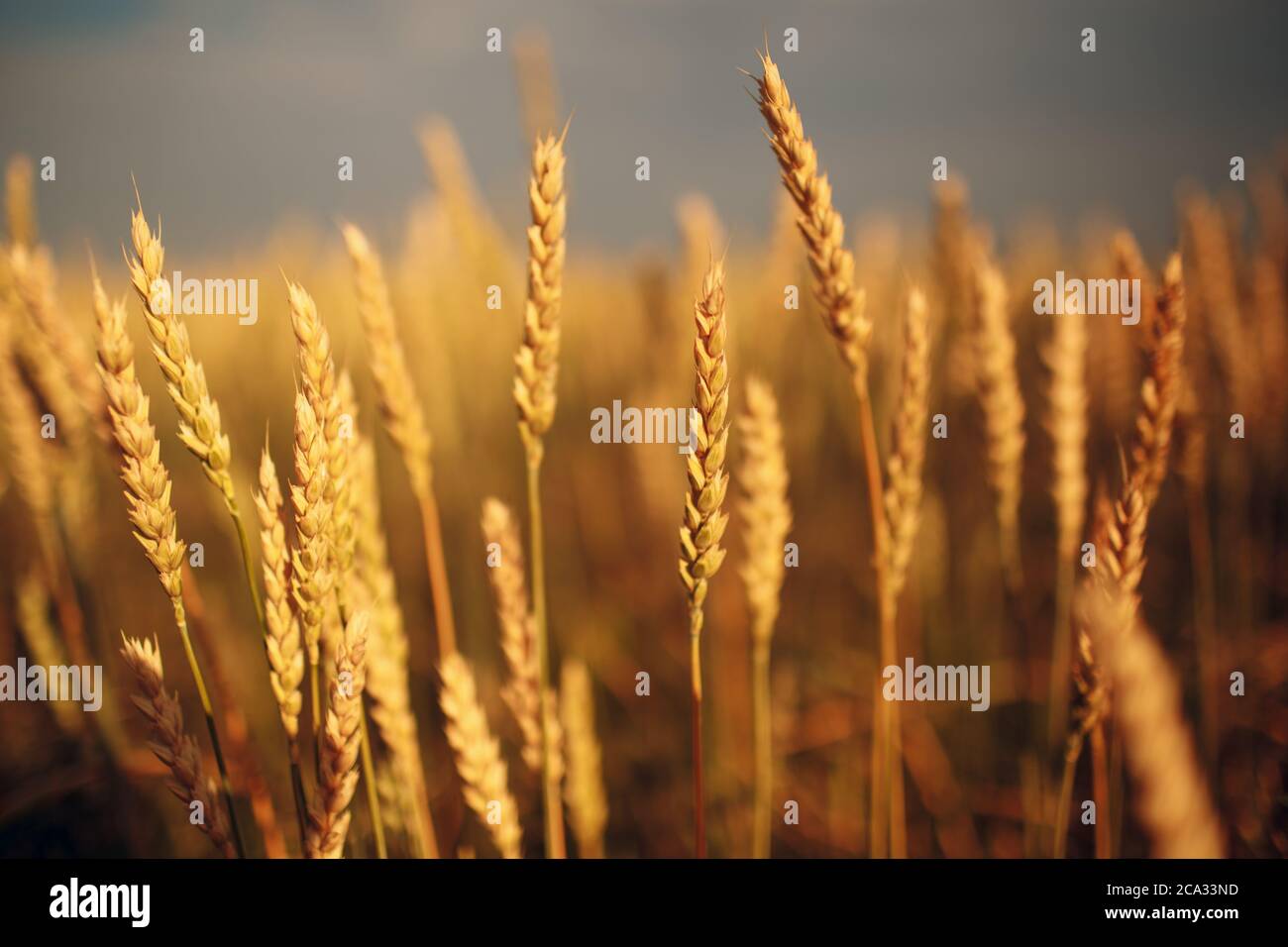 Ear Of Grain High Resolution Stock Photography and Images - Alamy