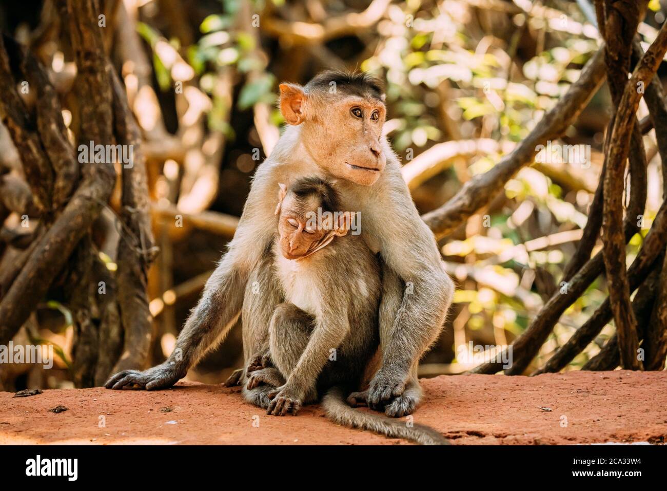 India mother newborn baby hi-res stock photography and images - Alamy