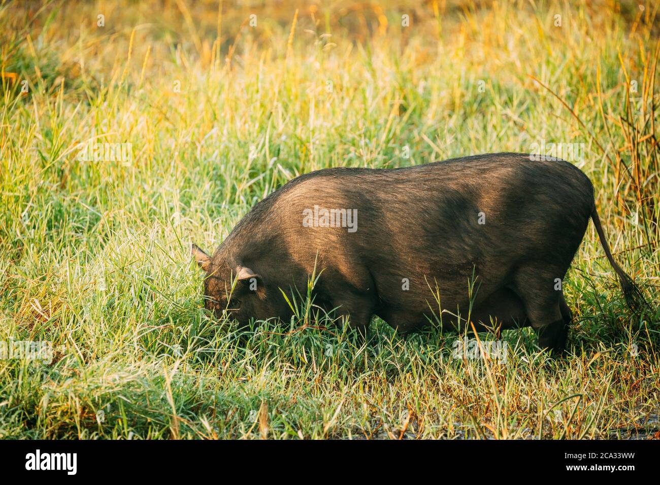 The big pig hi-res stock photography and images - Alamy