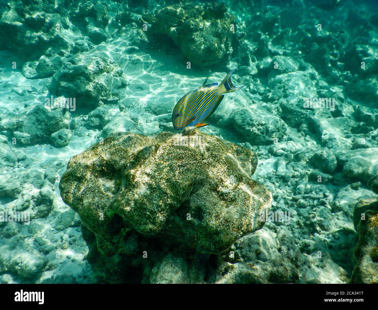 Marine plankton fish hi-res stock photography and images - Alamy