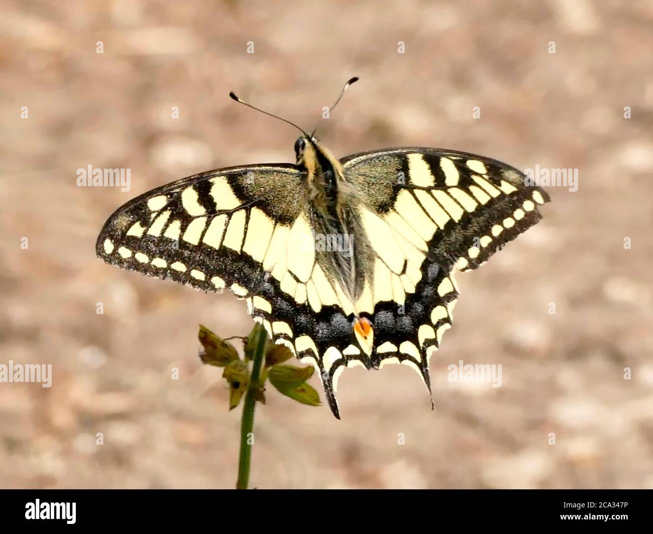 Butterfly in summer hi-res stock photography and images - Alamy