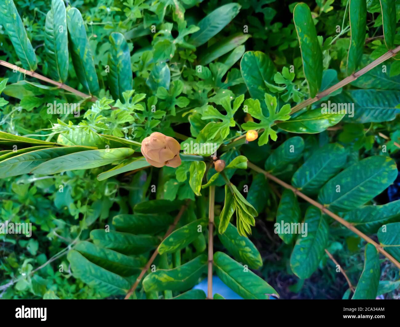 Cassia alata or Senna alata is an important medicinal tree, It also ...