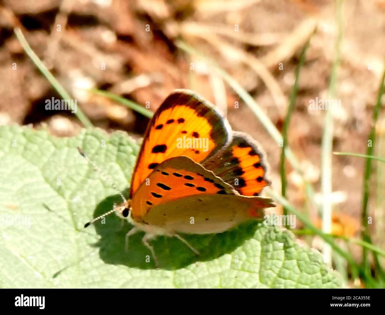 American Copper Butterfly High Resolution Stock Photography and Images ...