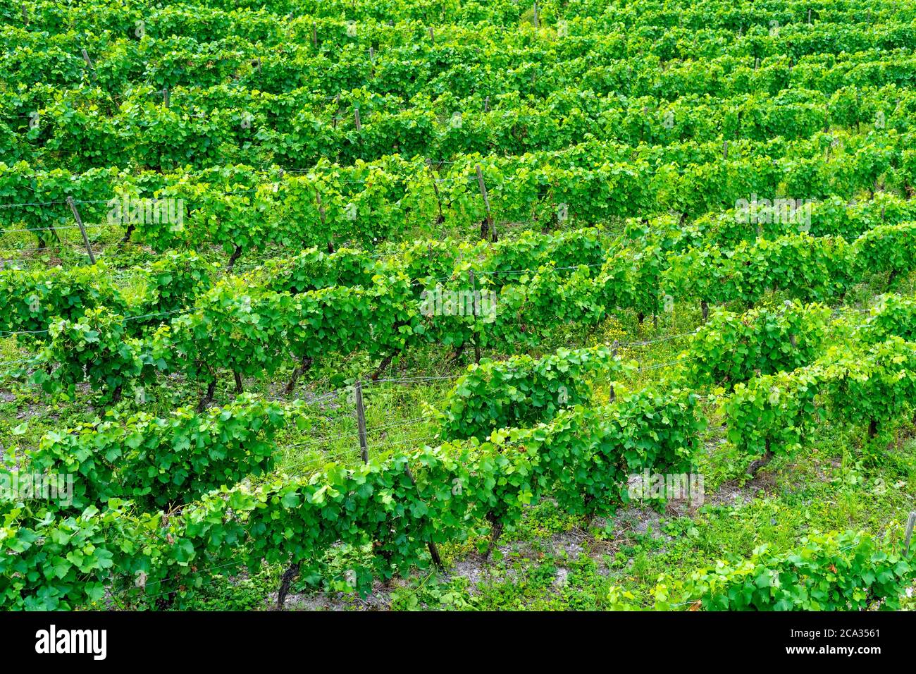 Vine plants hi-res stock photography and images - Alamy