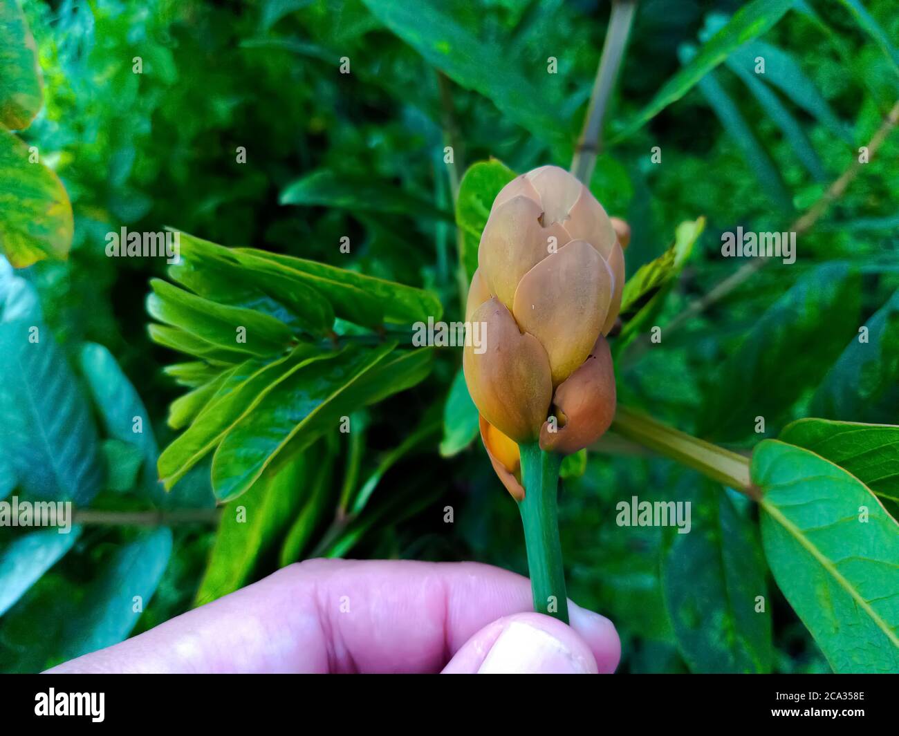 Cassia alata or Senna alata is an important medicinal tree, It also ...