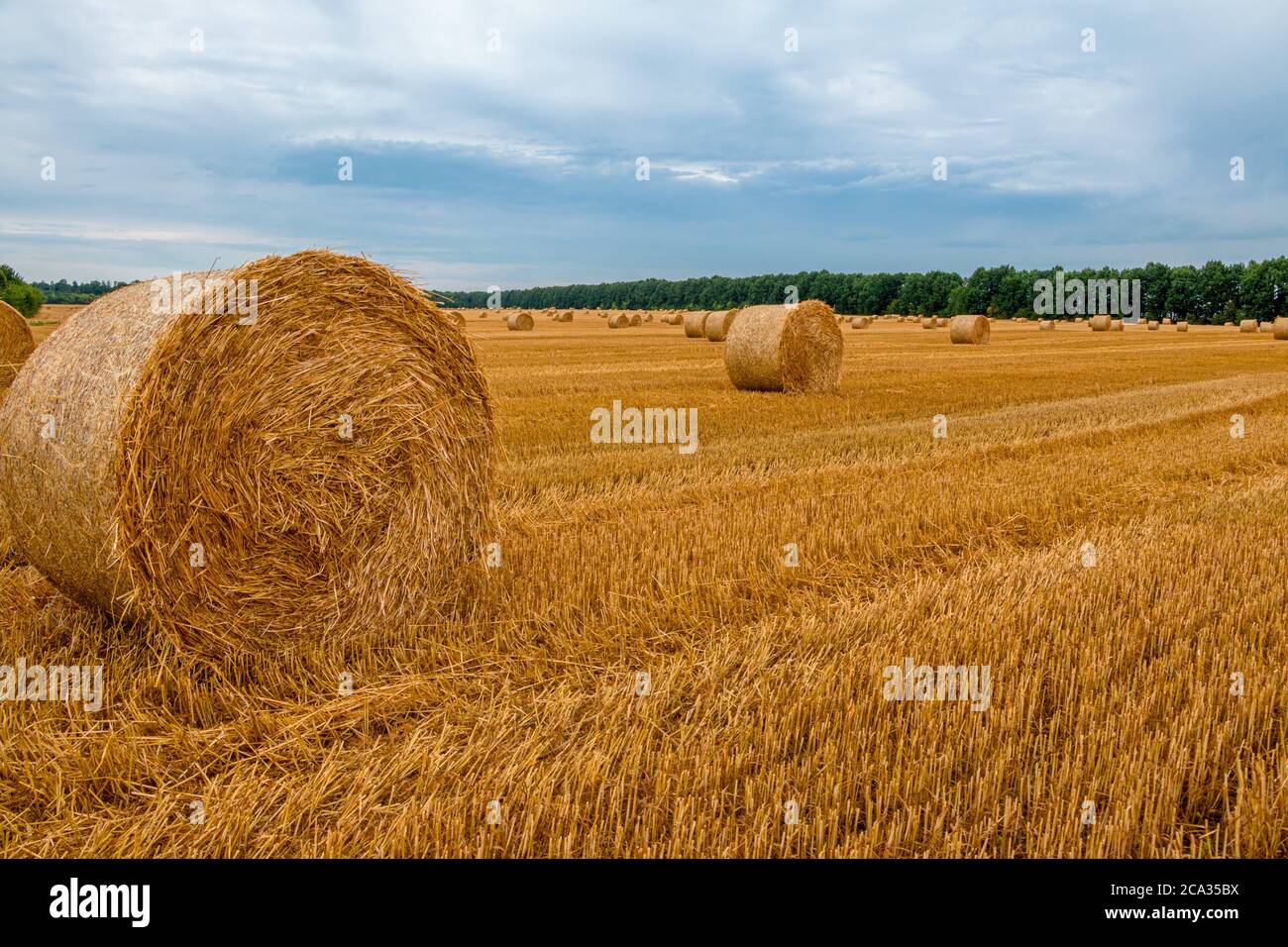 Golden hay field hi-res stock photography and images - Alamy