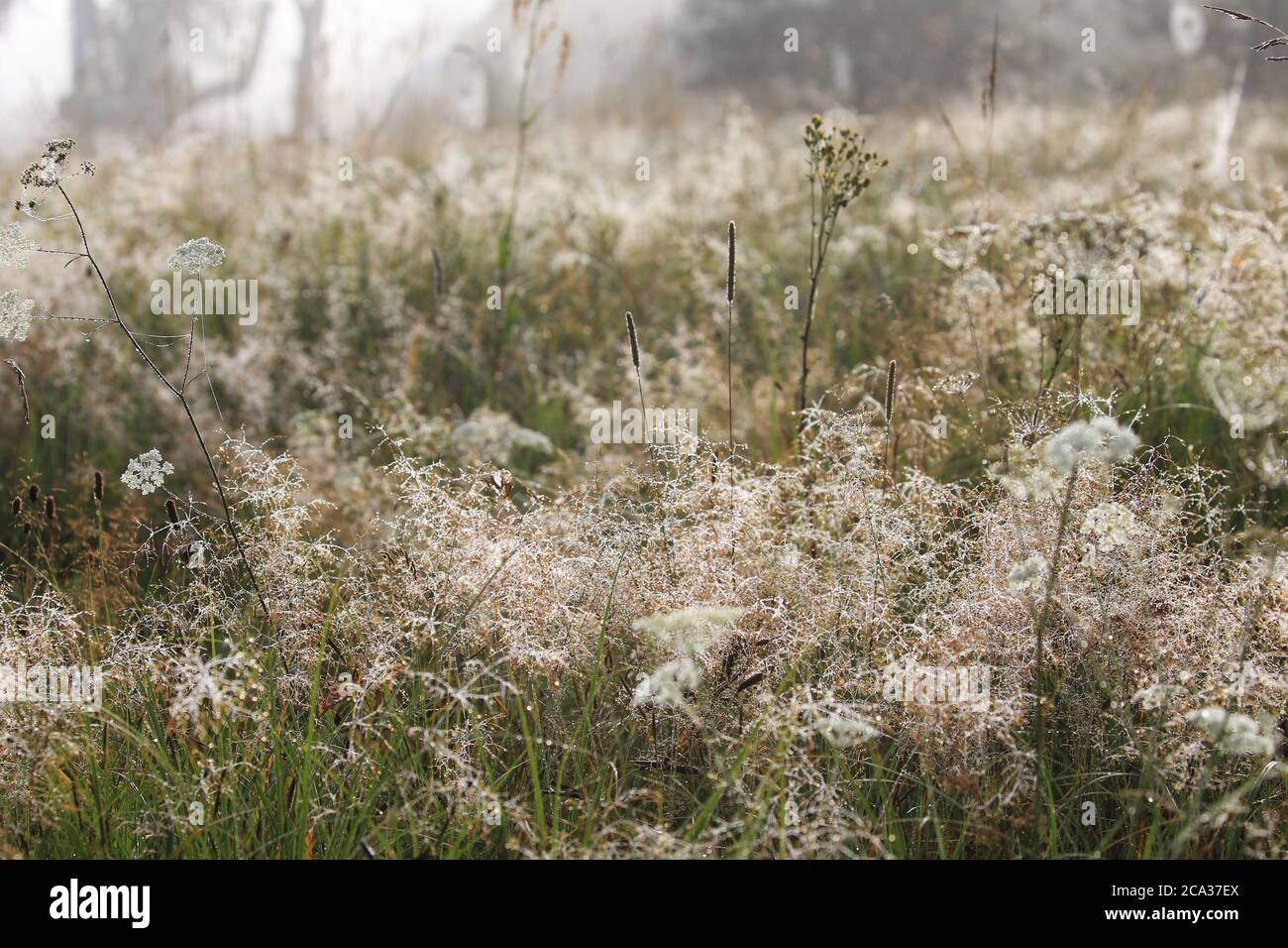 Countryside dew hi-res stock photography and images - Alamy