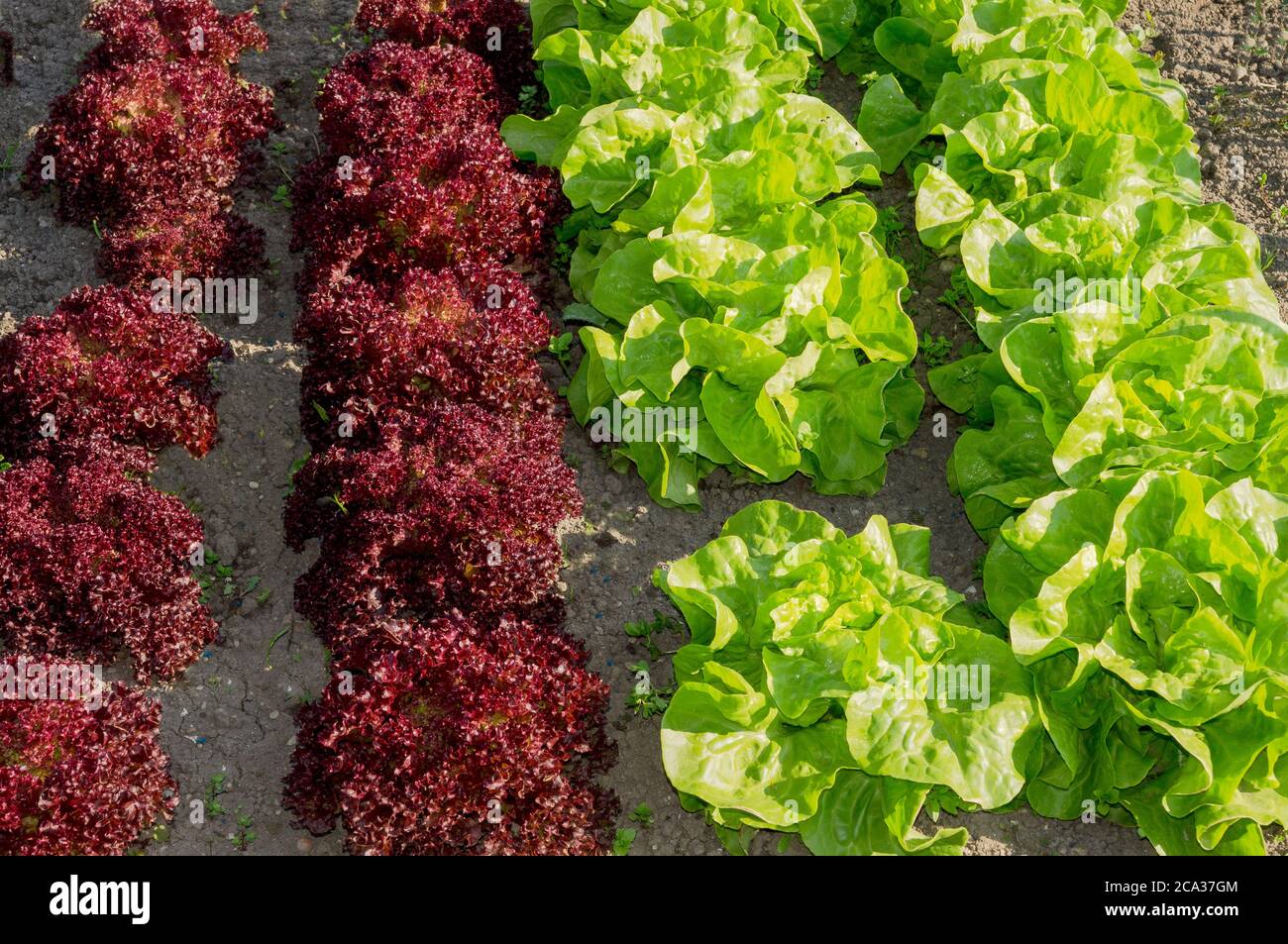 Healthy young plants hi-res stock photography and images - Alamy
