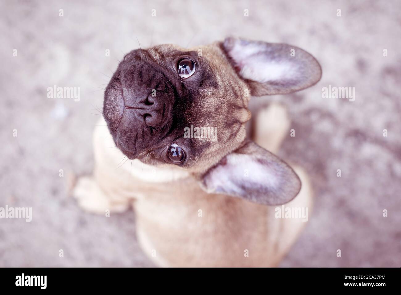 Adorable French Bulldog puppy beige color. Cute little puppy Stock ...