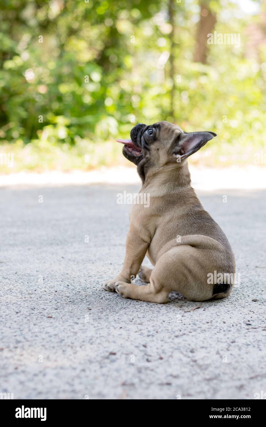 Adorable French Bulldog puppy beige color. Cute little puppy Stock ...