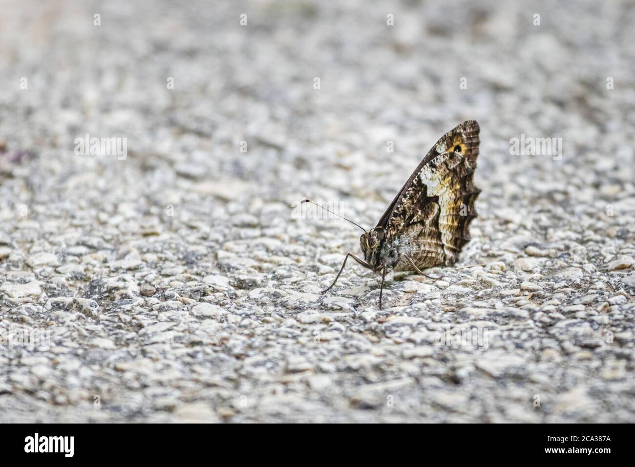 Rock Grayling Hipparchia Semele High Resolution Stock Photography and ...