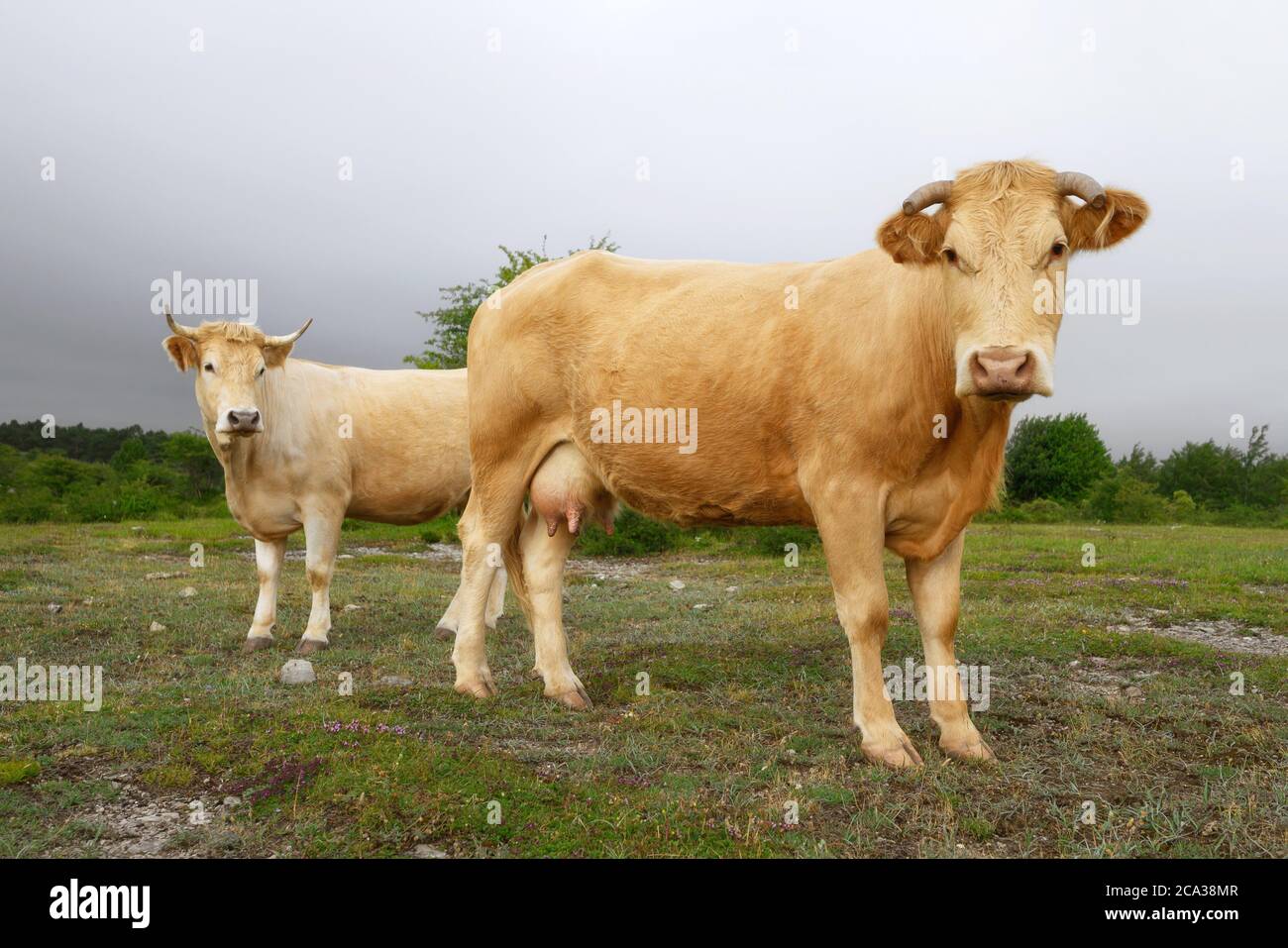 Calf eating grass field green hi-res stock photography and images - Alamy