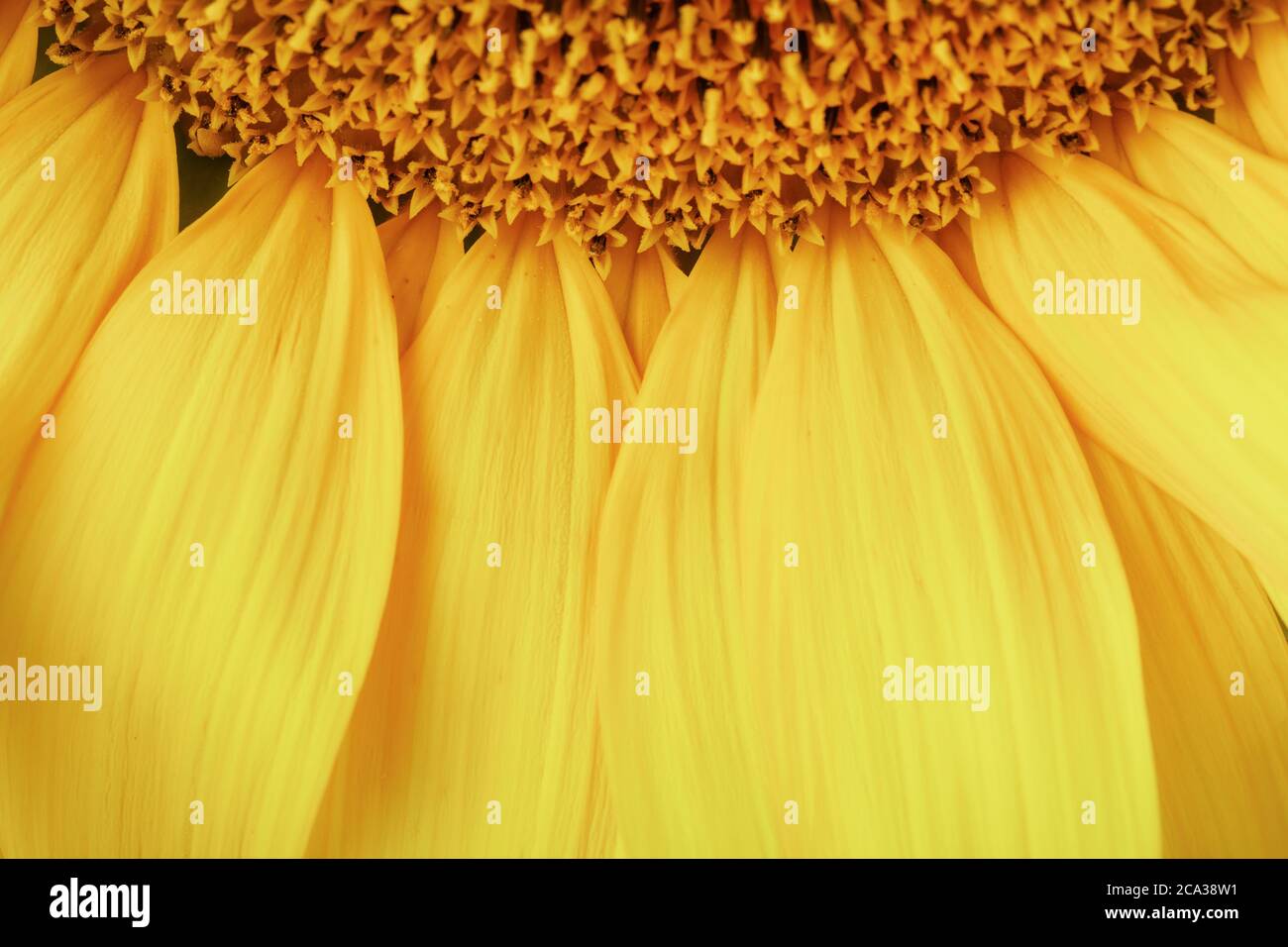 Sunflower petals in close-up as patterns and full-screen textures as ...