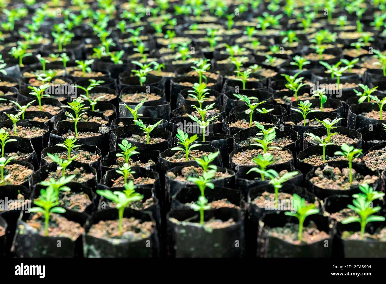 Tiny plants hi-res stock photography and images - Alamy