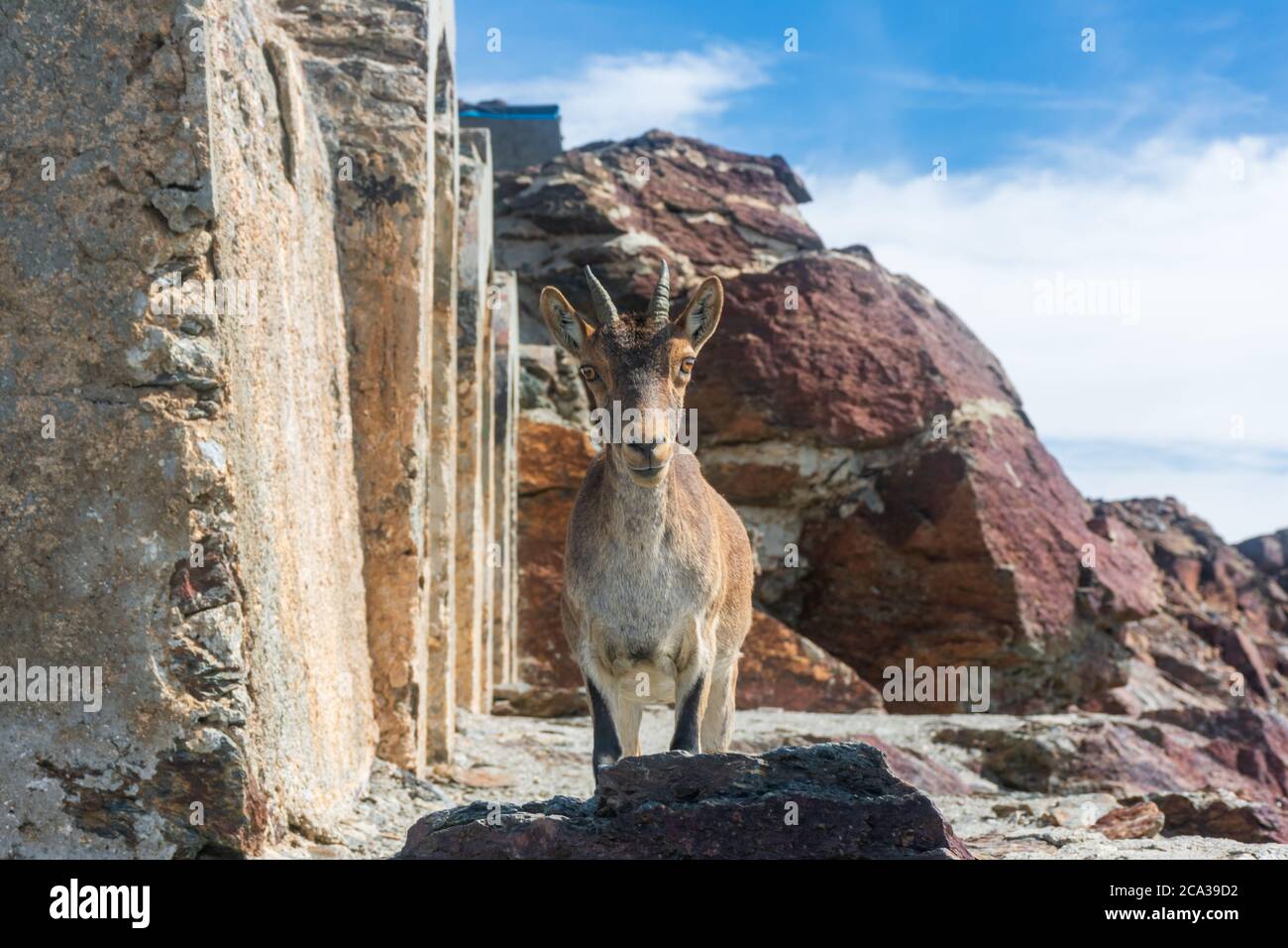Mountain goat on the tops of Sierra Nevada, Granada Stock Photo - Alamy