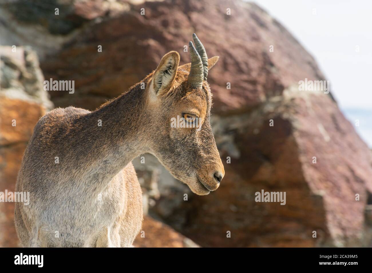 Ibex sierra nevada hi-res stock photography and images - Alamy