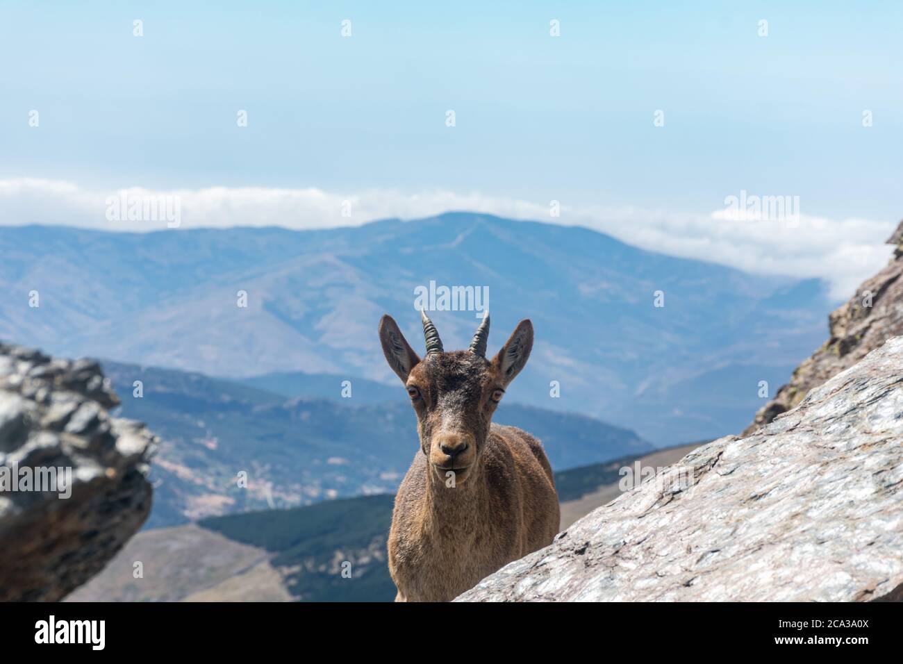 Ibex sierra nevada hi-res stock photography and images - Alamy