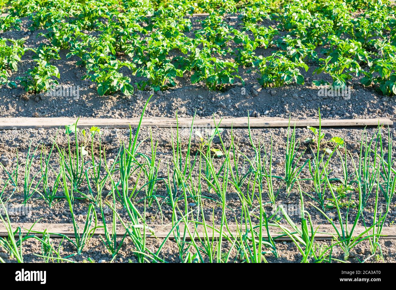 Fresh young scallions and potato plants on a sunny vegetable garden ...