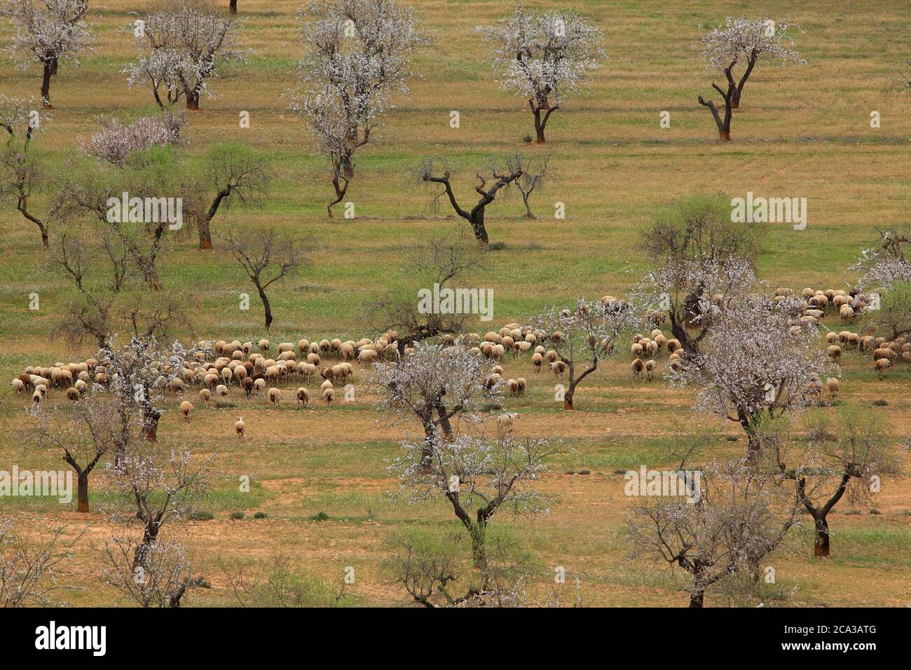 Sheep and almond field in the Beceite mountains. Teruel Stock Photo - Alamy