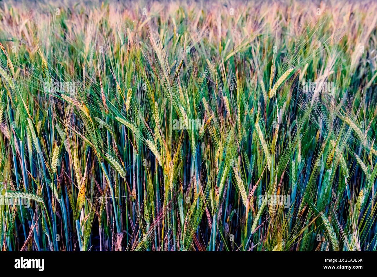 World of wheat hi-res stock photography and images - Alamy