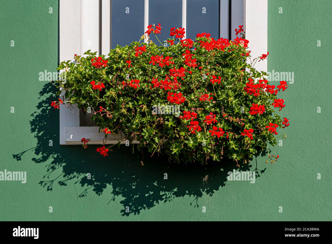 Trailing red geraniums in a window box in the sunshine Stock Photo - Alamy