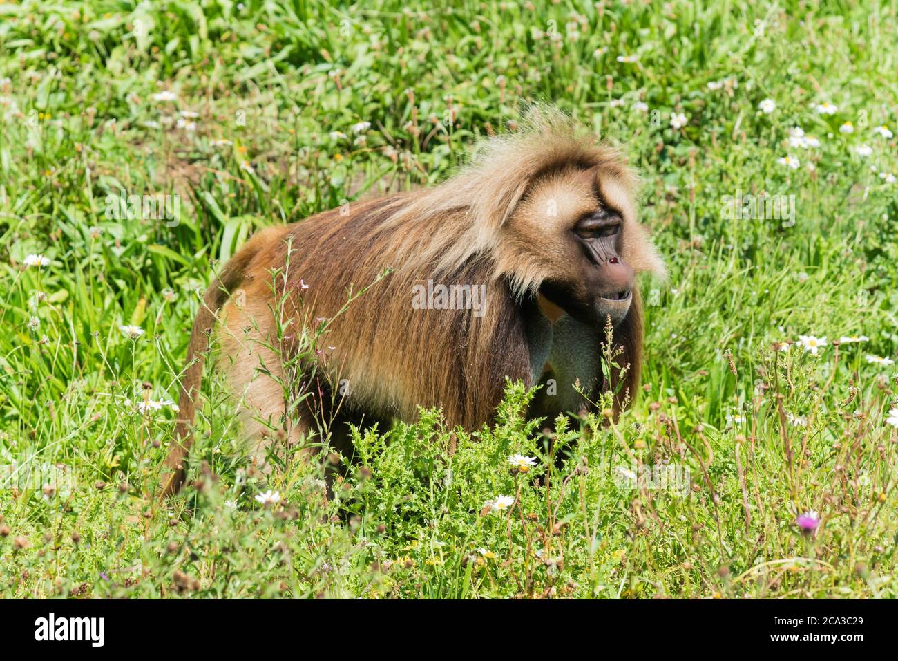 Theropithecus gelada hi-res stock photography and images - Alamy