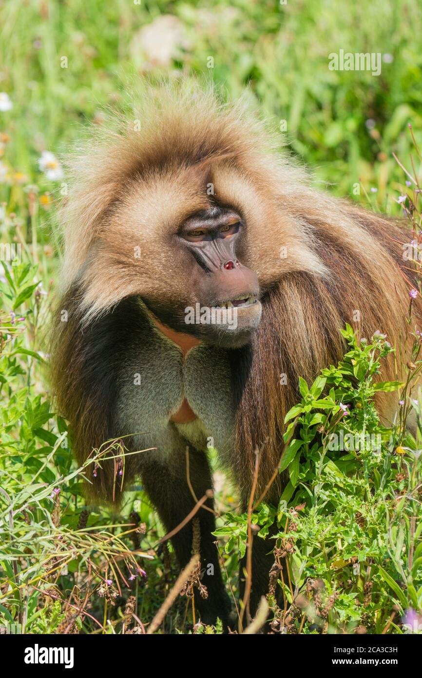 Male gelada theropithecus gelada hi-res stock photography and images ...