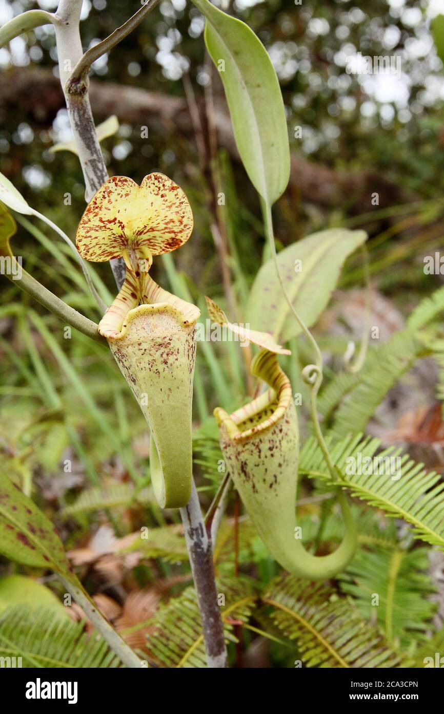 Asian pitcher plant hi-res stock photography and images - Alamy