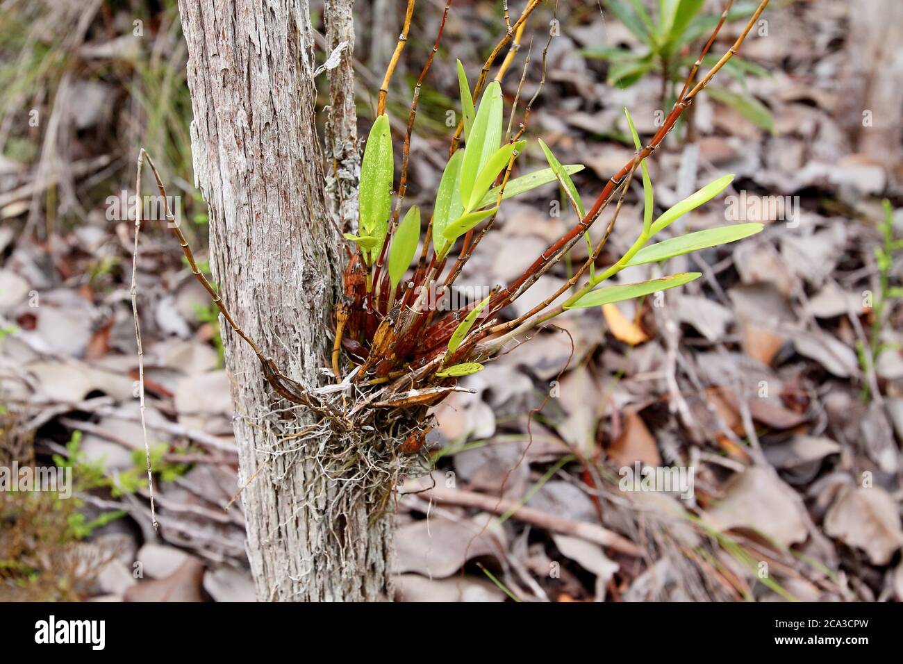wild orchid, borneo Stock Photo - Alamy