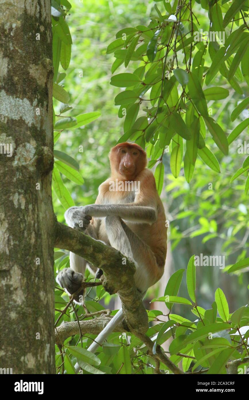 Proboscis monkey bako national park hi-res stock photography and images ...