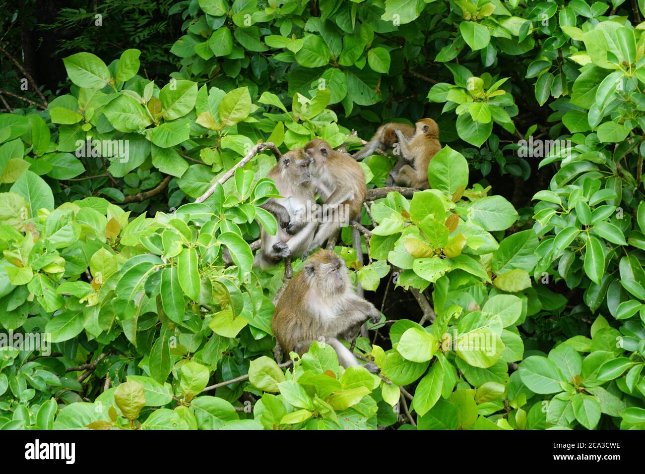 Female long tailed macaque monkey hi-res stock photography and images ...