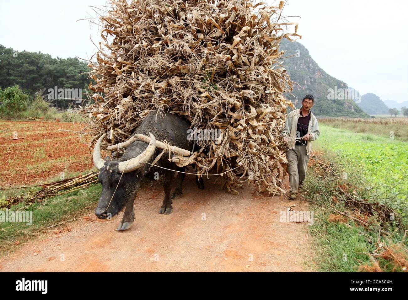 Farmer and his water buffalo pulling cart with hay, yunnan, People's ...