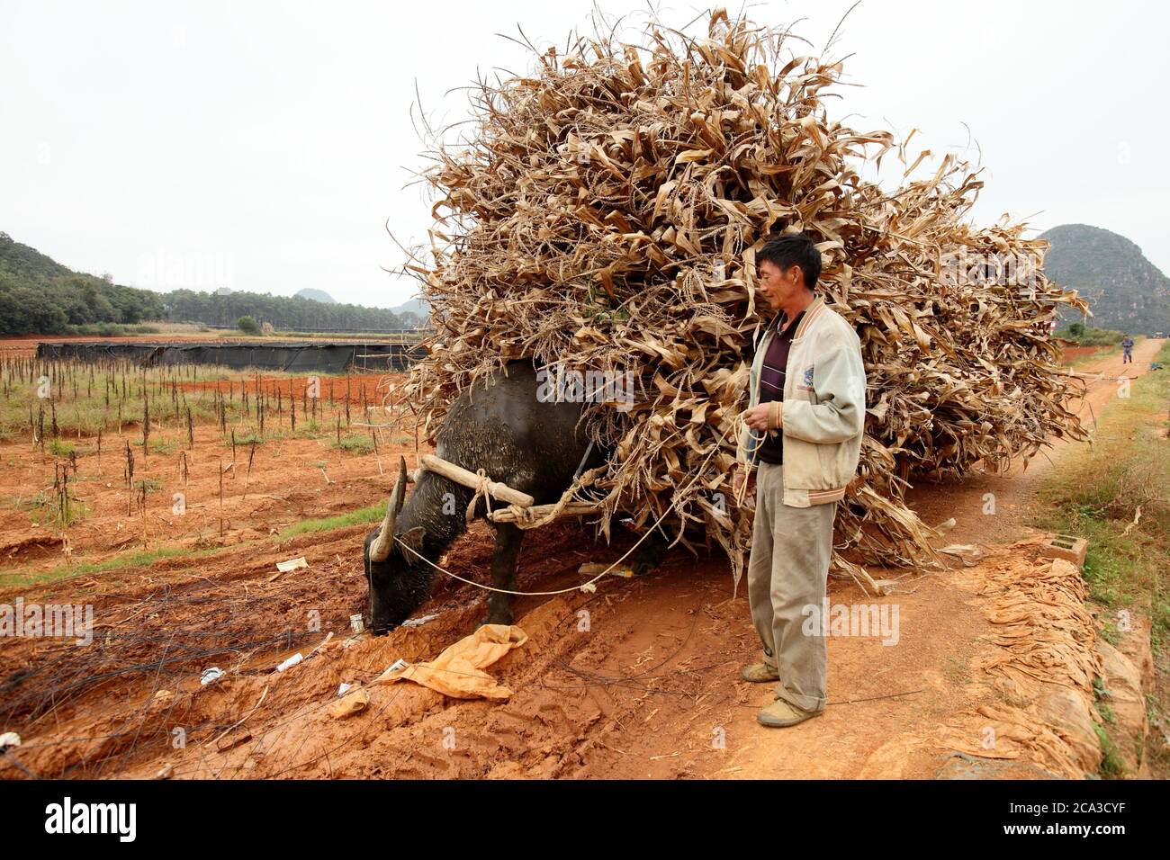 Pulling Water Buffalo High Resolution Stock Photography and Images - Alamy