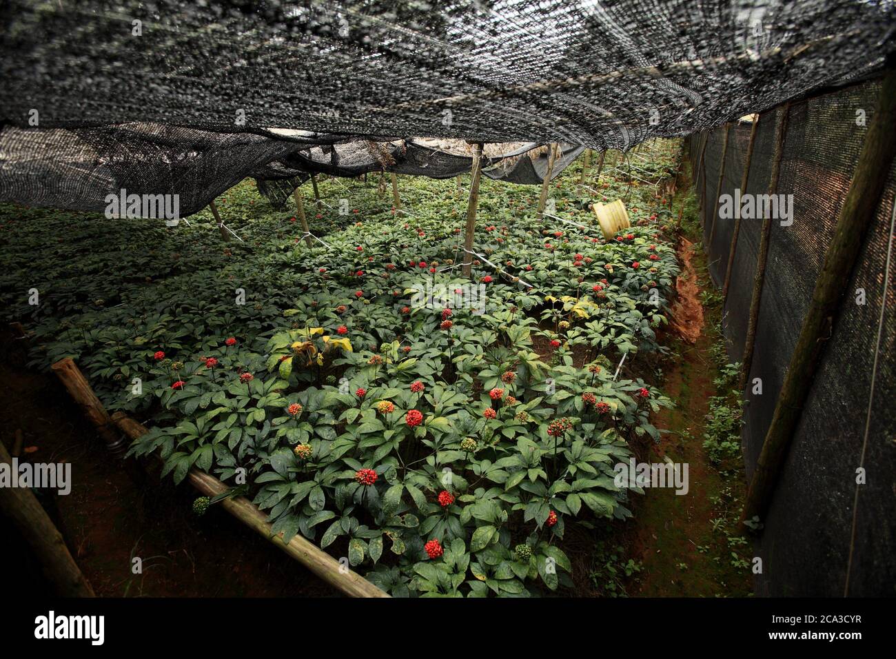 Panax Pseudoginseng High Resolution Stock Photography and Images - Alamy