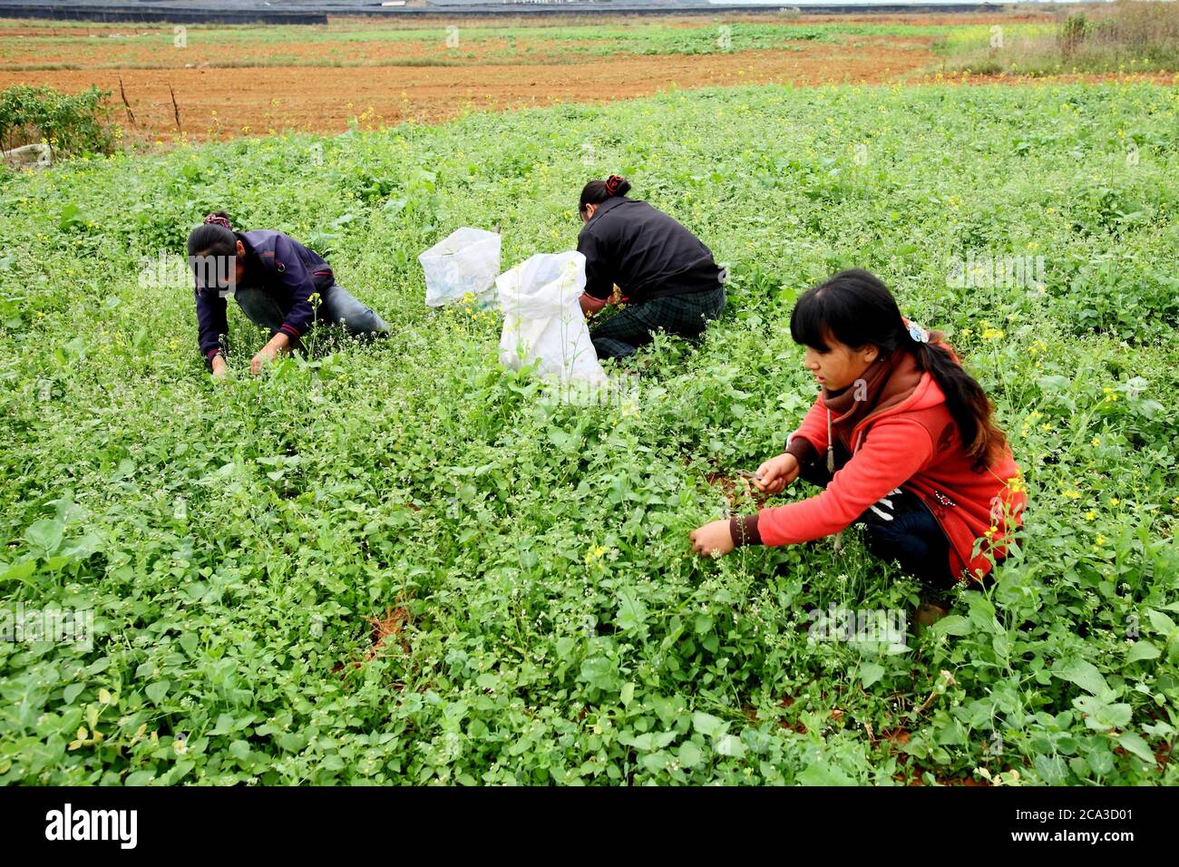 Farmers girl calendar hi-res stock photography and images - Alamy